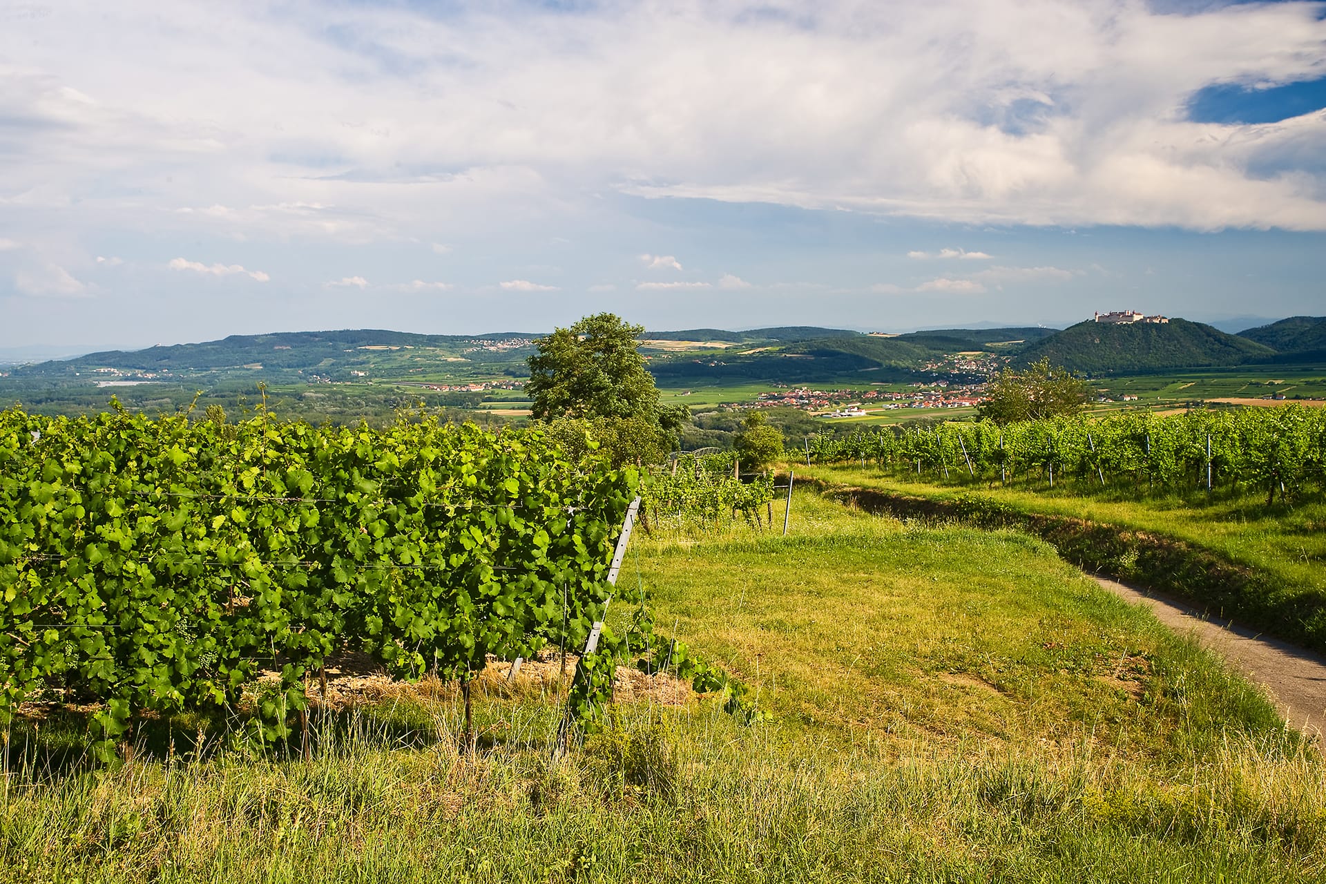Kremser Wachtberg - Winery Türk